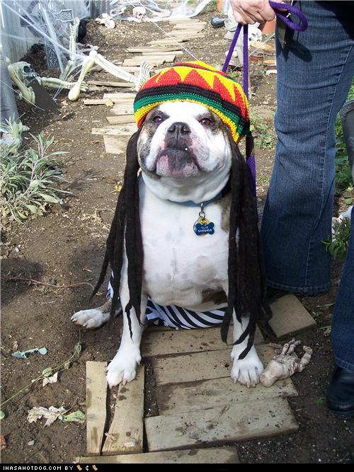 I Has A Hotdog - rasta - Funny Dog Pictures | Dog Memes | Puppy ...