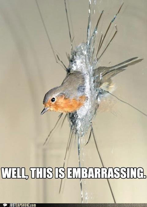 Damn Those Angry Birds - Animal Comedy - Animal Comedy, funny animals ...