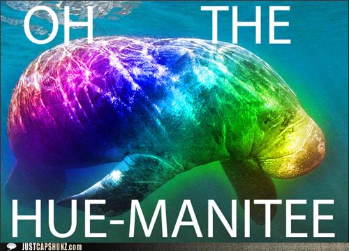 Puns - manatee - Funny Puns - Pun Pictures - Cheezburger