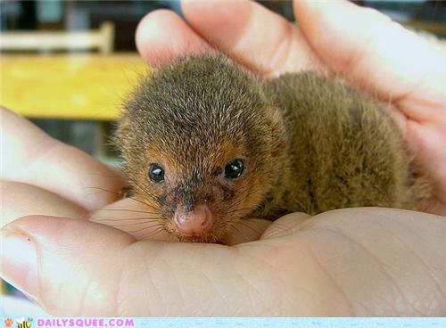 Daily Squee - weasels - Cute Animals in the Cutest Pictures Ever and ...