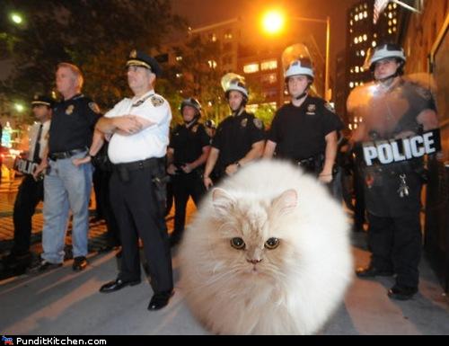 Fat Cats on Wall Street - Politics - political memes