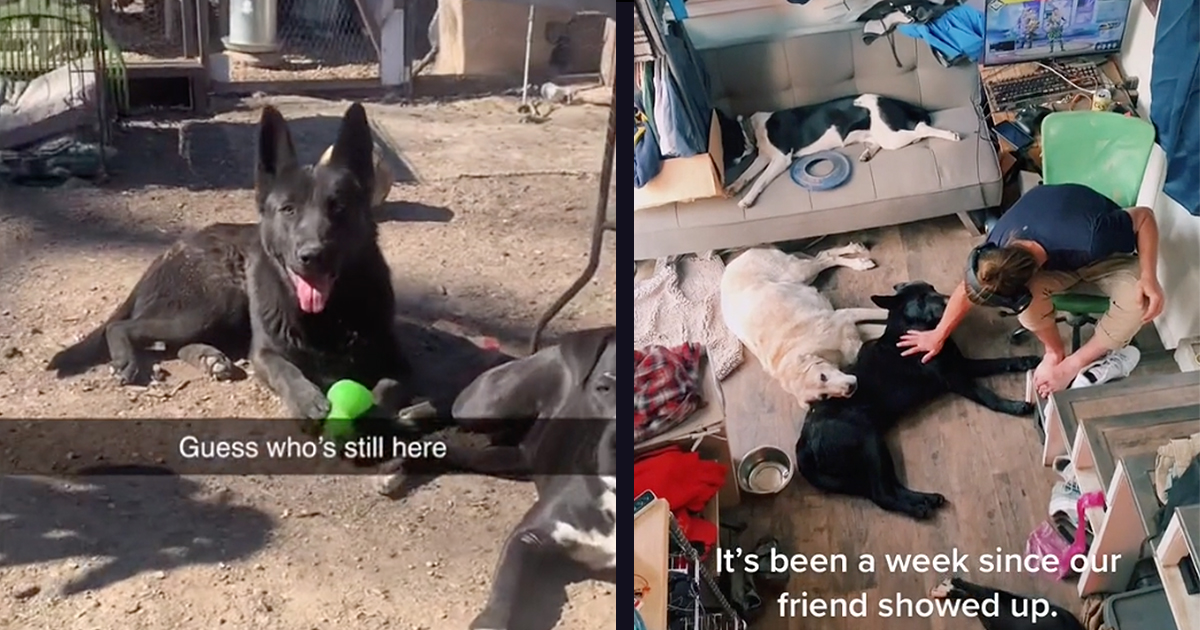 I Can Has Cheezburger? - dog-pack - Funny Animals Online - Cheezburger