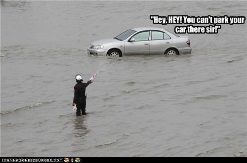 This Spot is as Good as Any! - Animal Comedy - Animal Comedy, funny ...