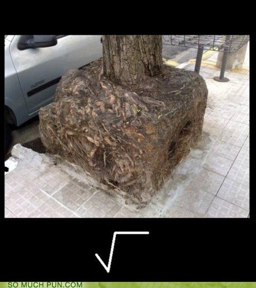 Square Root - Puns - Pun Pictures
