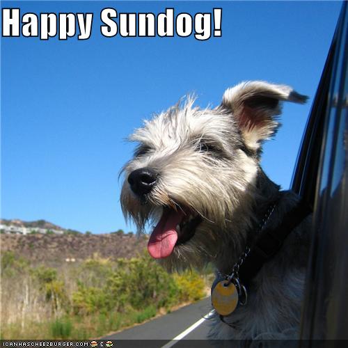 Happy Sundog! - I Has A Hotdog - Dog Pictures - Funny pictures of dogs ...