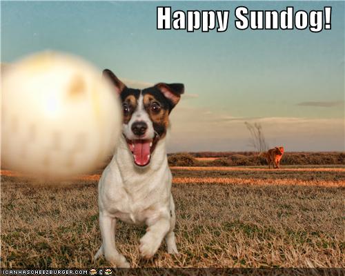 I Can Has Cheezburger? - rat terrier - Funny Animals Online - Cheezburger