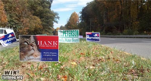 Cat Senator WIN - WIN! - epic win photos