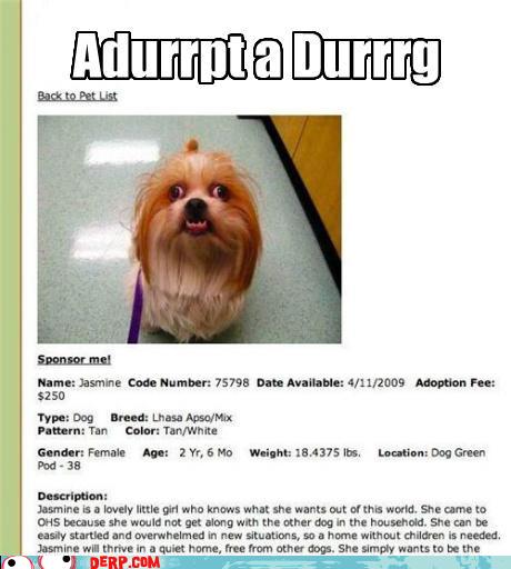 Derp - dogs - Derp Face Derps - hurr durr derp face - derp - Cheezburger