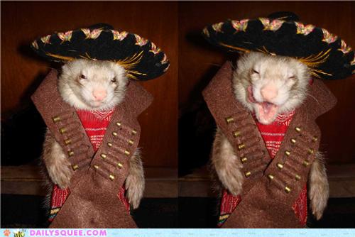 Ferrets Dressed Up