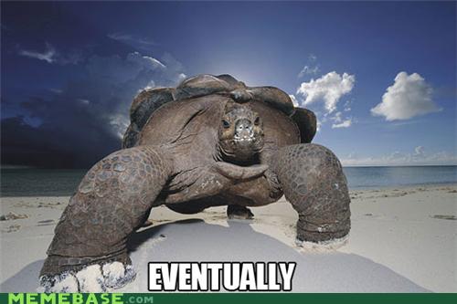Memebase - tortoise - Page 3 - All Your Memes In Our Base - Funny Memes ...