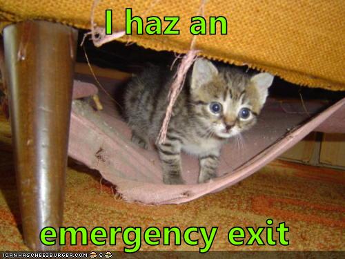 I haz an - I Can Has Cheezburger?