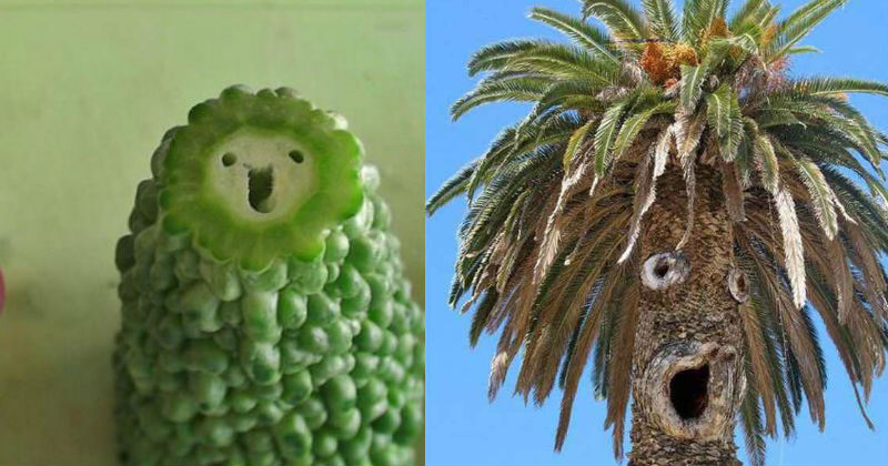 17 Objects That Are Way Too Expressive For Their Own Good - FAIL Blog ...