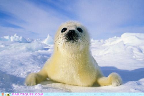 Daily Squee - Cute Animals - Cute Baby Animals - Cute Animal Pictures ...