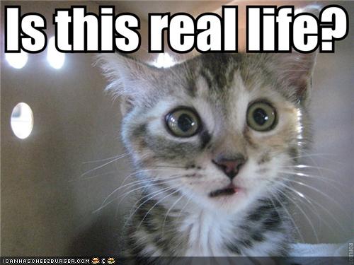 Is this real life? - I Can Has Cheezburger?