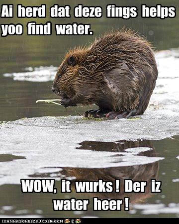 I Can Has Cheezburger? - dowsing rod - Funny Internet Cats - Cat Memes ...