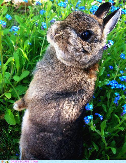 I Can Has Cheezburger? - alliteration - Funny Animals Online - Cheezburger