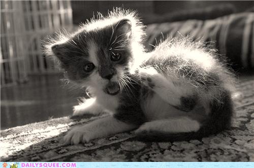 Daily Squee - Cute Animals - Cute Baby Animals - Cute Animal Pictures ...