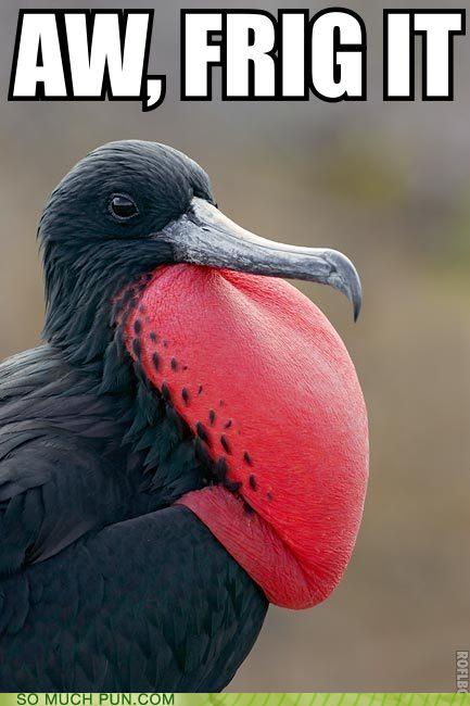 Puns - curse - Funny Puns - Pun Pictures - Cheezburger