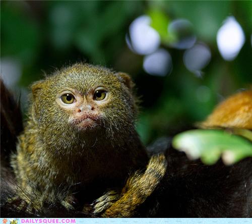 Daily Squee - Cute Animals - Cute Baby Animals - Cute Animal Pictures ...