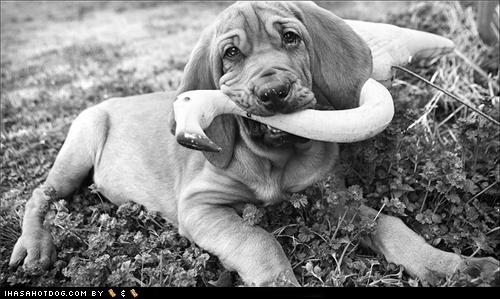 Cyoot Puppeh ob teh Day: Redecorating - I Has A Hotdog - Dog Pictures ...