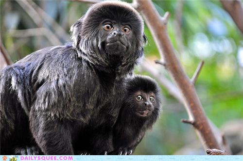 Daily Squee - Cute Animals - Cute Baby Animals - Cute Animal Pictures ...