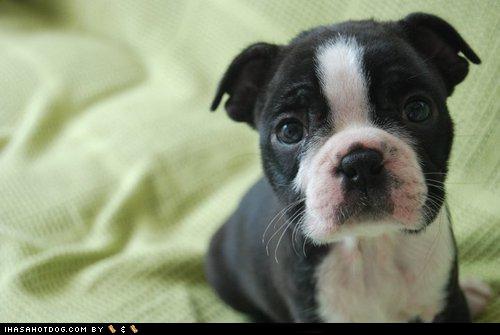 Cyoot Puppeh ob teh Day: Wut U Want? - I Has A Hotdog - Dog Pictures ...