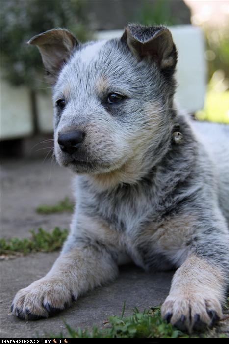 Cyoot Puppeh ob teh Day: Just Perfect - I Has A Hotdog - Dog Pictures ...