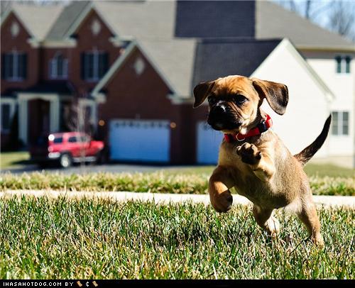 Cyoot Puppeh ob teh Day: Here I Come to Save The Day! - I Has A Hotdog ...