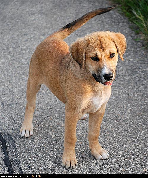 Cyoot Puppeh ob teh Day: What to Do? - I Has A Hotdog - Dog Pictures ...