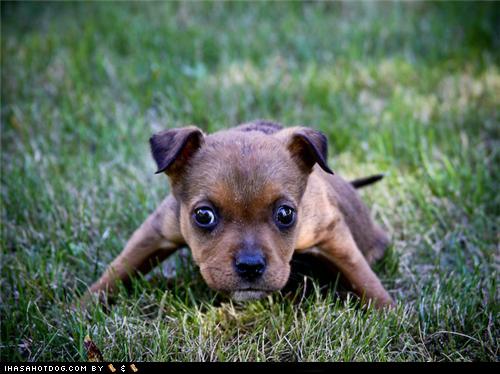 Cyoot Puppeh ob teh Day: Target Acquired - I Has A Hotdog - Dog ...