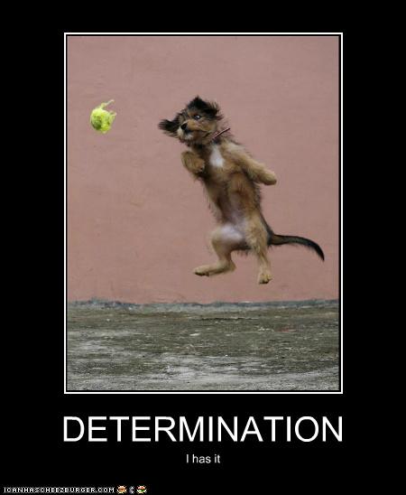 DETERMINATION - I Has A Hotdog - Dog Pictures - Funny pictures of dogs ...