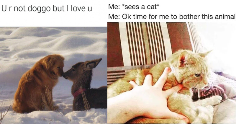 15 Super Relatable Animal Memes That Were Made To Help You ...