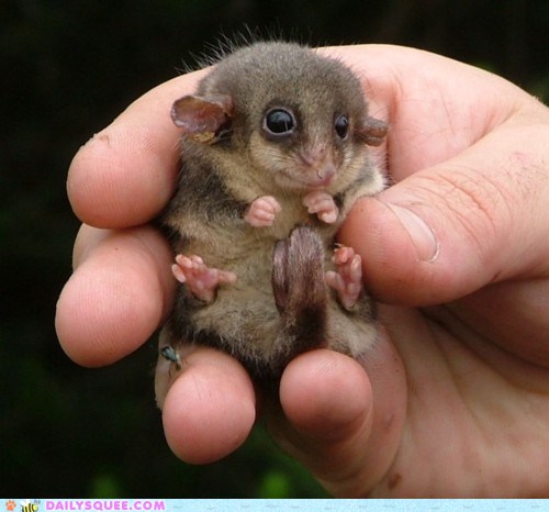 Whatsit: Handheld Long-Tailed Super Squee - Daily Squee - Cute Animals ...