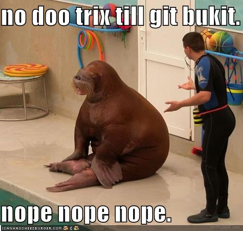 I Think I Saw Some Donkeys on Tuesday Who Had It! - Animal Comedy ...