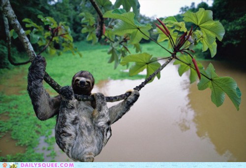 Daily Squee - Cute Animals - Cute Baby Animals - Cute Animal Pictures ...