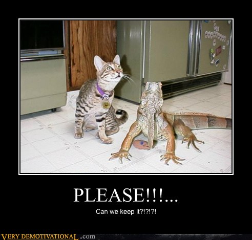 Memebase - lizard - Page 5 - All Your Memes In Our Base - Funny Memes ...
