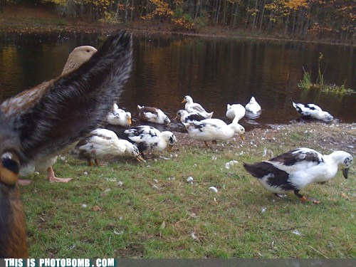 MAAAAAAH! - Photobombs - photobomb that guy