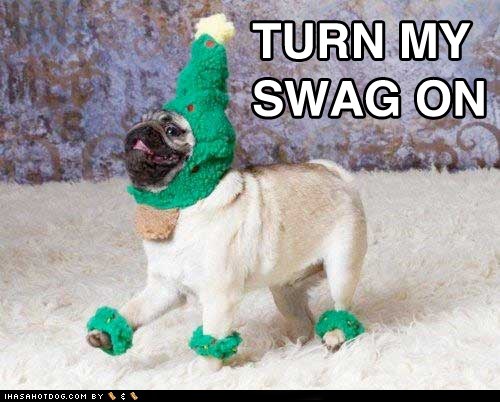 Animal Capshunz - swag - Funny animal pictures with captions | Animal ...