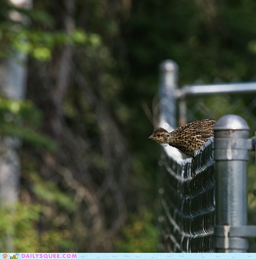 Daily Squee - Cute Animals - Cute Baby Animals - Cute Animal Pictures ...