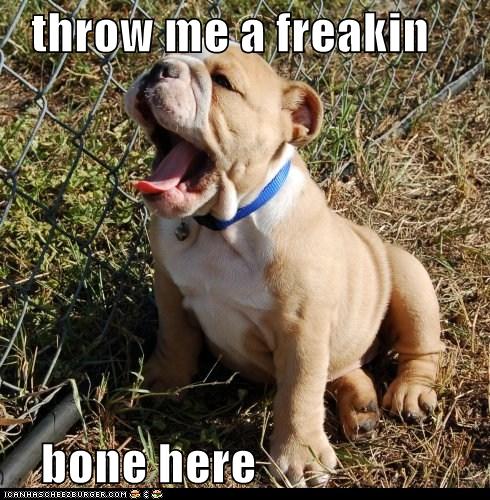 throw me - I Has A Hotdog - Dog Pictures - Funny pictures of dogs - Dog ...