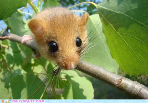 Daily Squee - Cute Animals - Cute Baby Animals - Cute Animal Pictures ...