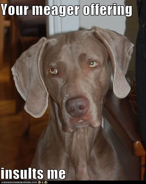 Your meager offering - I Has A Hotdog - Dog Pictures - Funny pictures ...