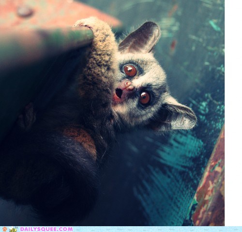 Daily Squee - Cute Animals - Cute Baby Animals - Cute Animal Pictures ...