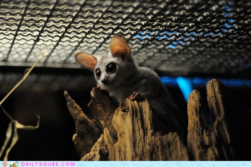 Daily Squee - Cute Animals - Cute Baby Animals - Cute Animal Pictures ...