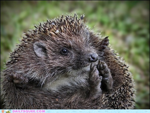 Daily Squee - clapping - Cute Animals in the Cutest Pictures Ever and ...