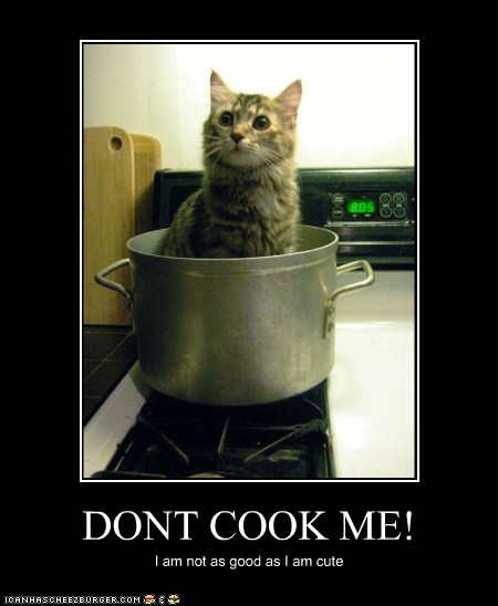 Cat, Get Out of There. You are not Dinner. You are a Cat. - Animal ...