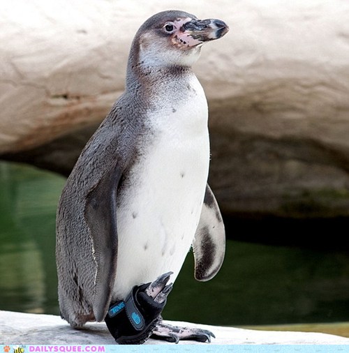 Daily Squee - Cute Animals - Cute Baby Animals - Cute Animal Pictures ...