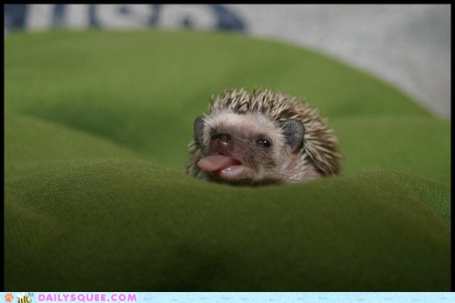 I Can Has Cheezburger? - expression - Page 5 - Funny Animals Online ...