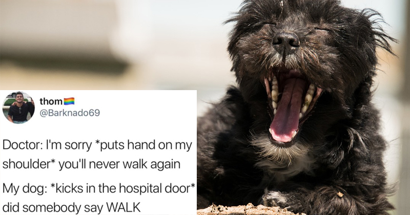27 Hilarious Animal Tweets From The Depths Of The Critterverse ...