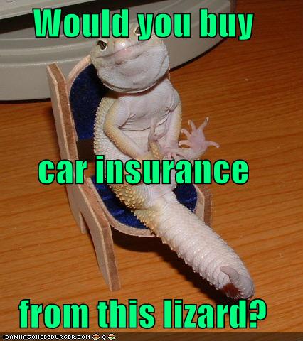 Animal Comedy - lizard - Page 8 - Animal Comedy - Animal Comedy, funny animals, animal gifs ...
